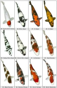 Koi Varieties | Koi Society of Australia