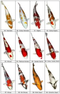 Koi Varieties | Koi Society of Australia